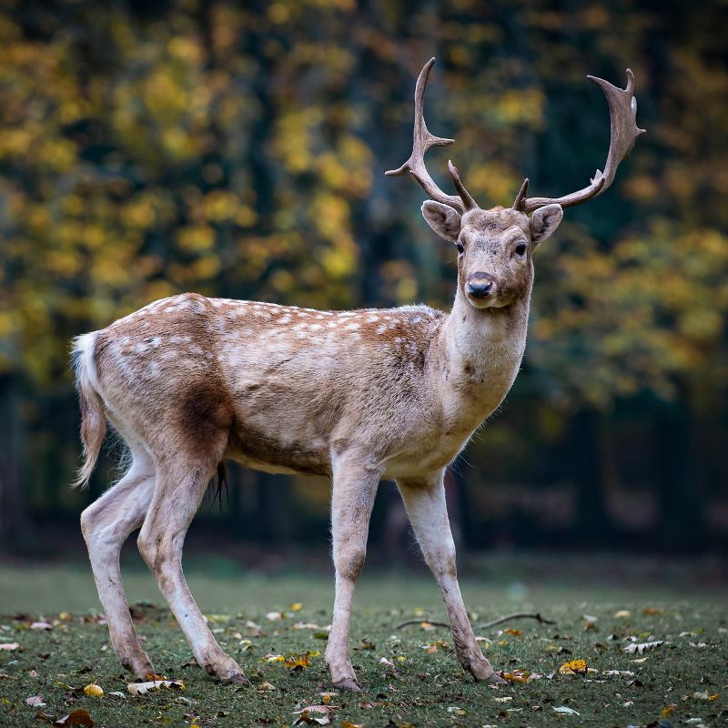Our Selections for Centre Fire Hunting